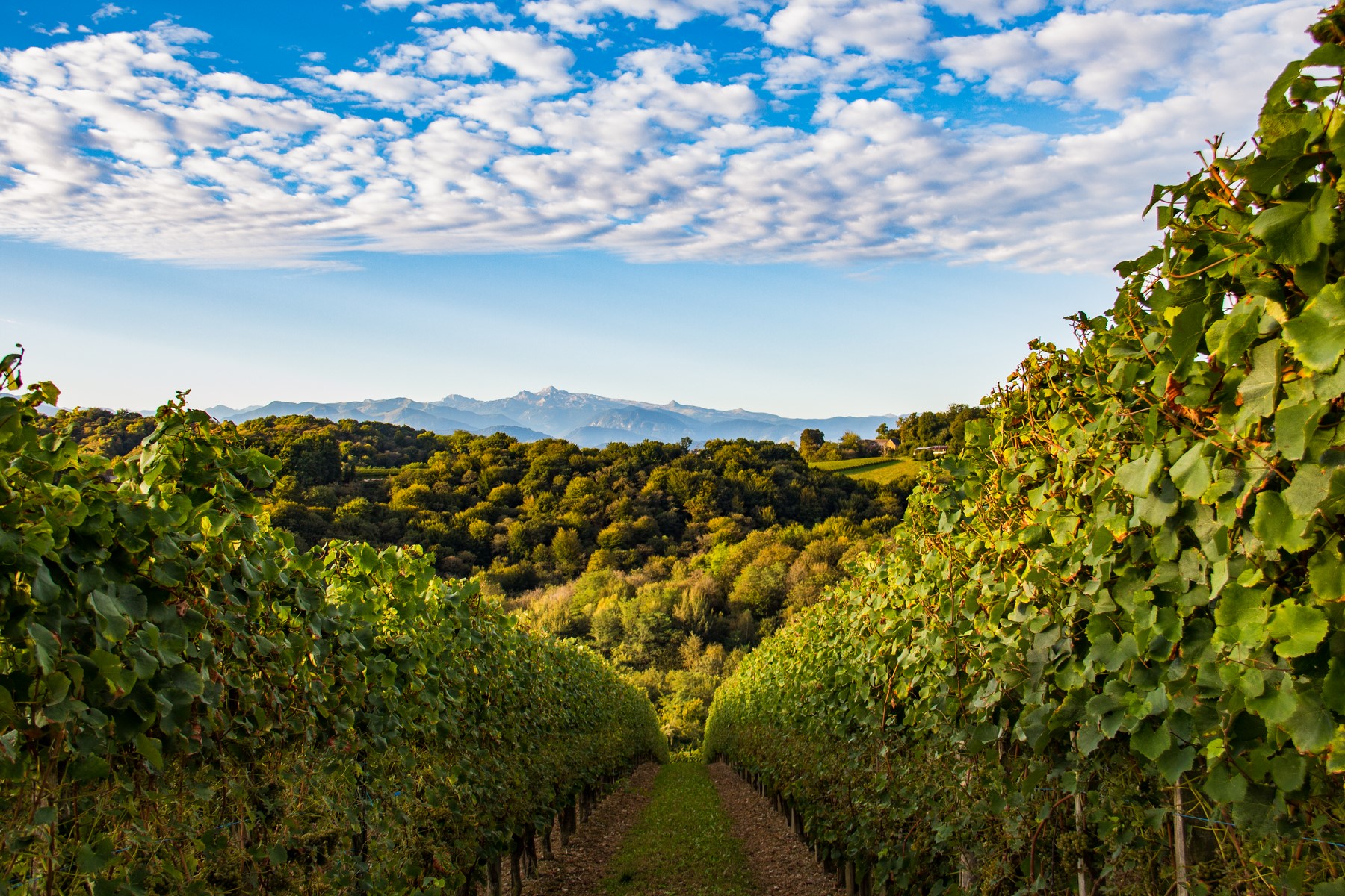 Vignoble du Jurançon et vue sur les Pyrénées