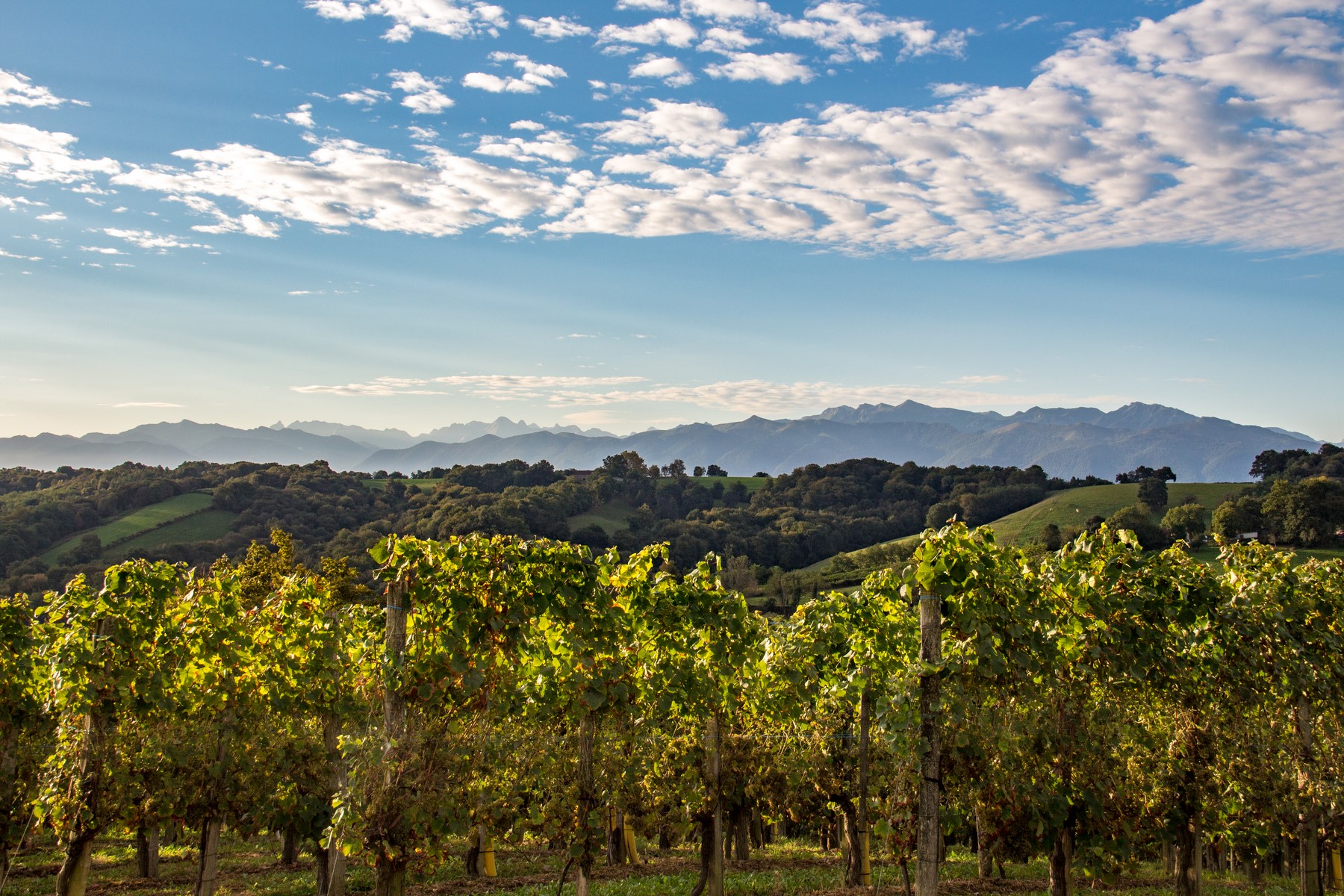 Vignoble du Jurançon et vue sur les Pyrénées