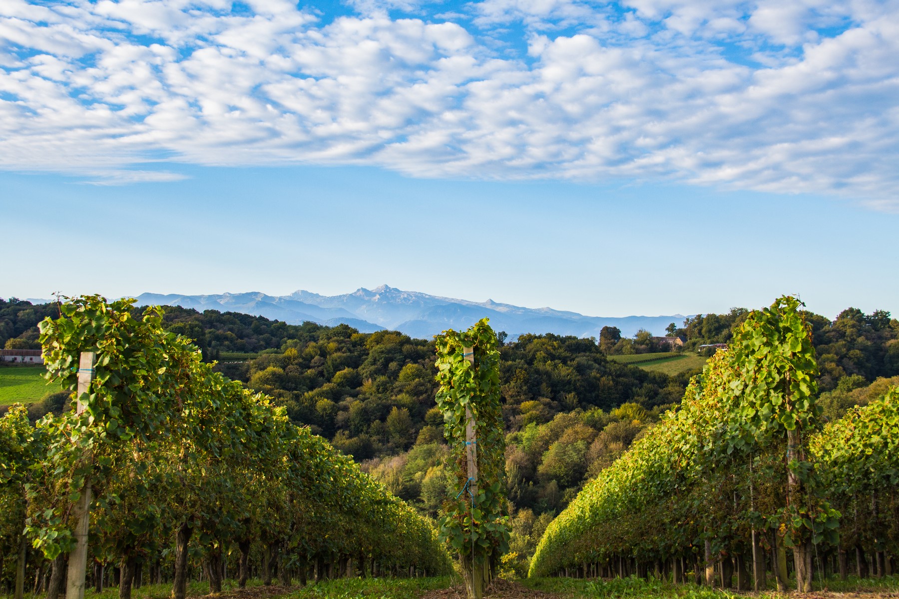 Vignoble du Jurançon et vue sur les Pyrénées