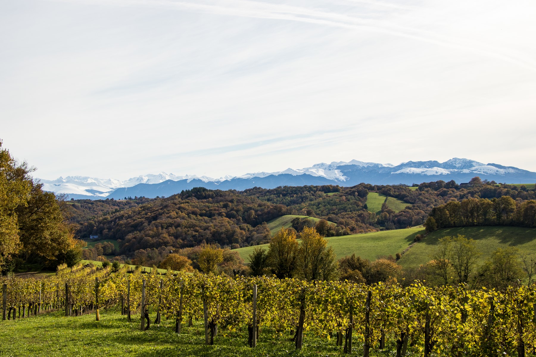 Vignoble du Jurançon et vue sur les Pyrénées