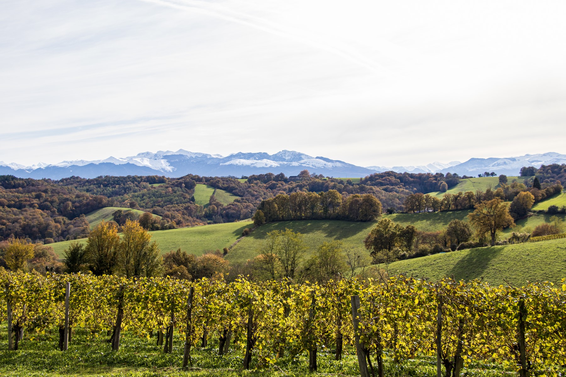Vignoble du Jurançon et vue sur les Pyrénées