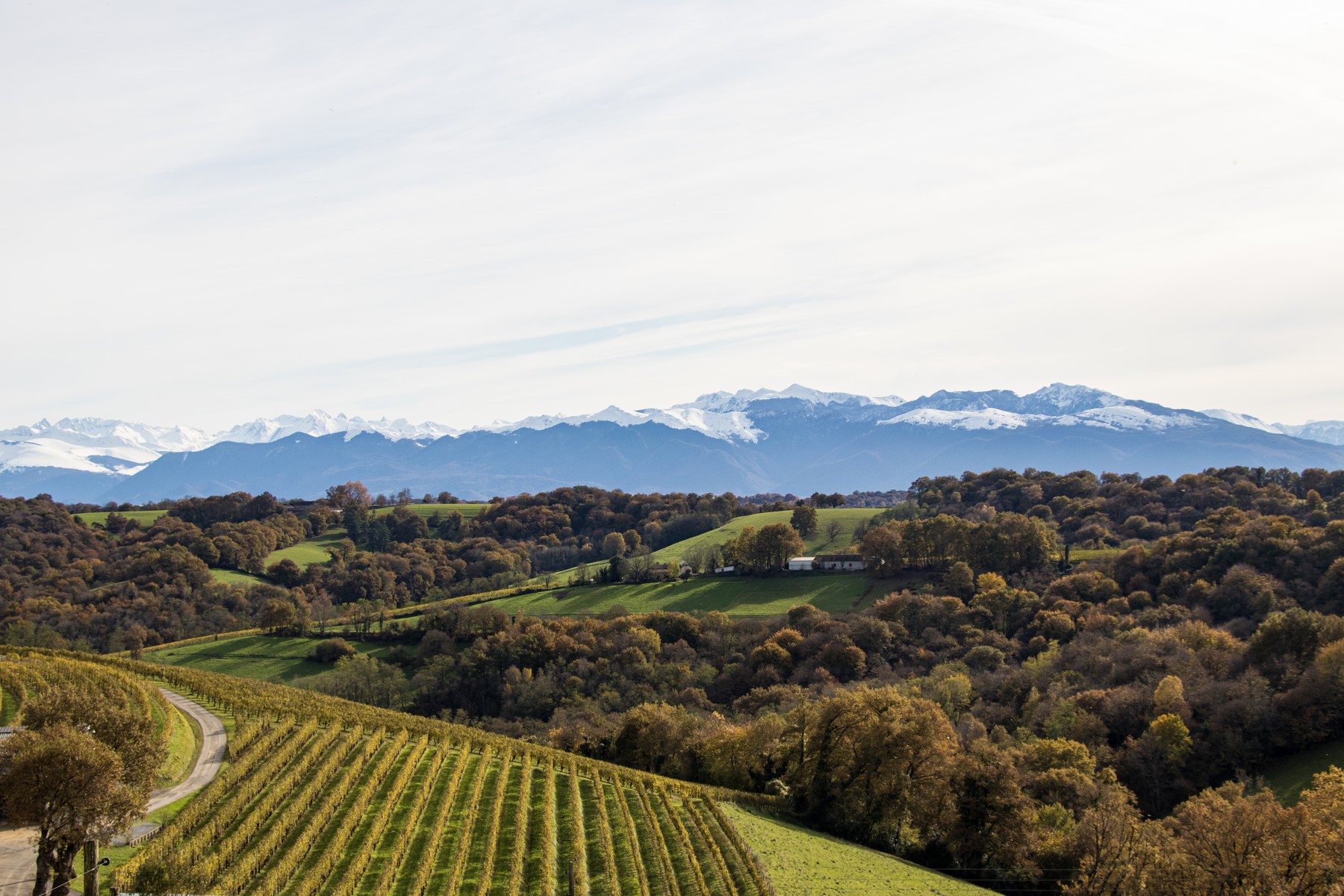 Vignoble du Jurançon et vue sur les Pyrénées