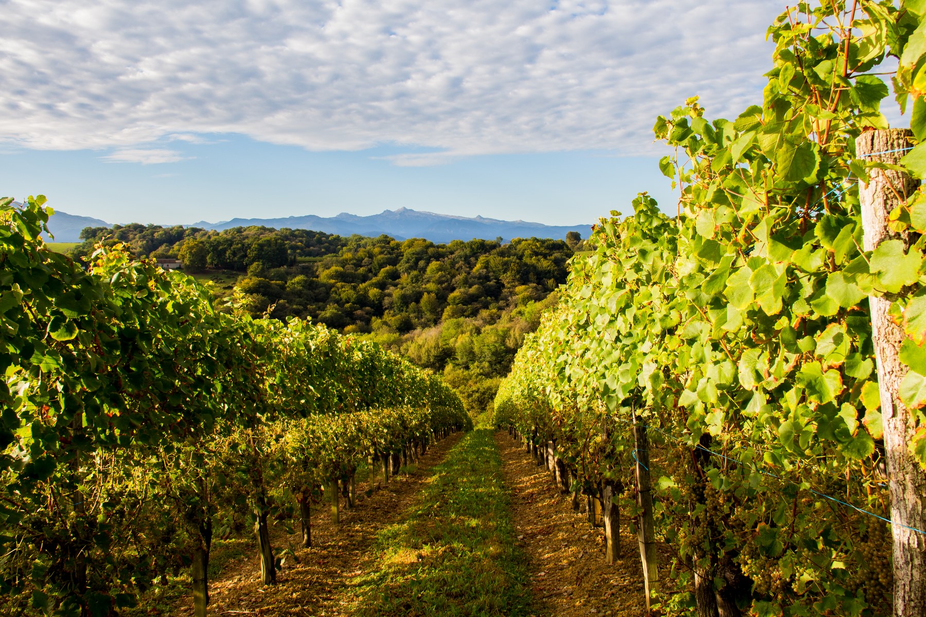 Vignoble du Jurançon et vue sur les Pyrénées