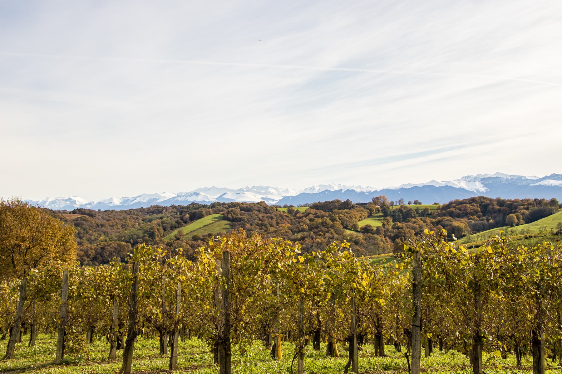 Vignoble du Jurançon et vue sur les Pyrénées