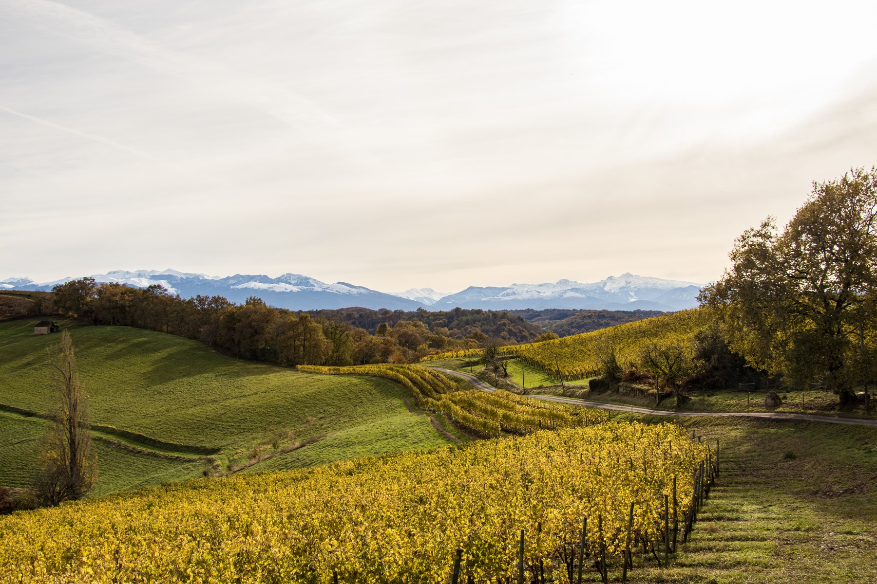 Vignoble du Jurançon et vue sur les Pyrénées