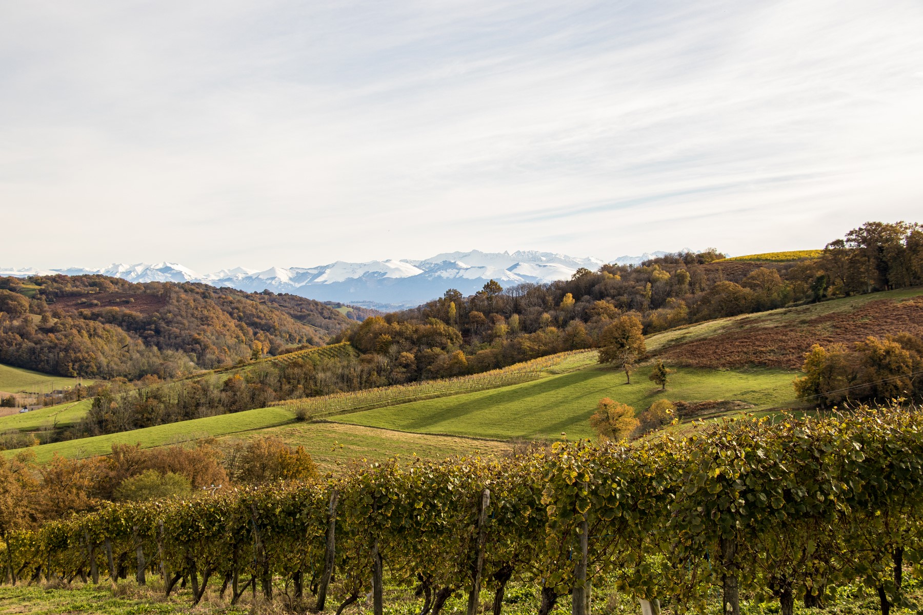 Vignoble du Jurançon et vue sur les Pyrénées