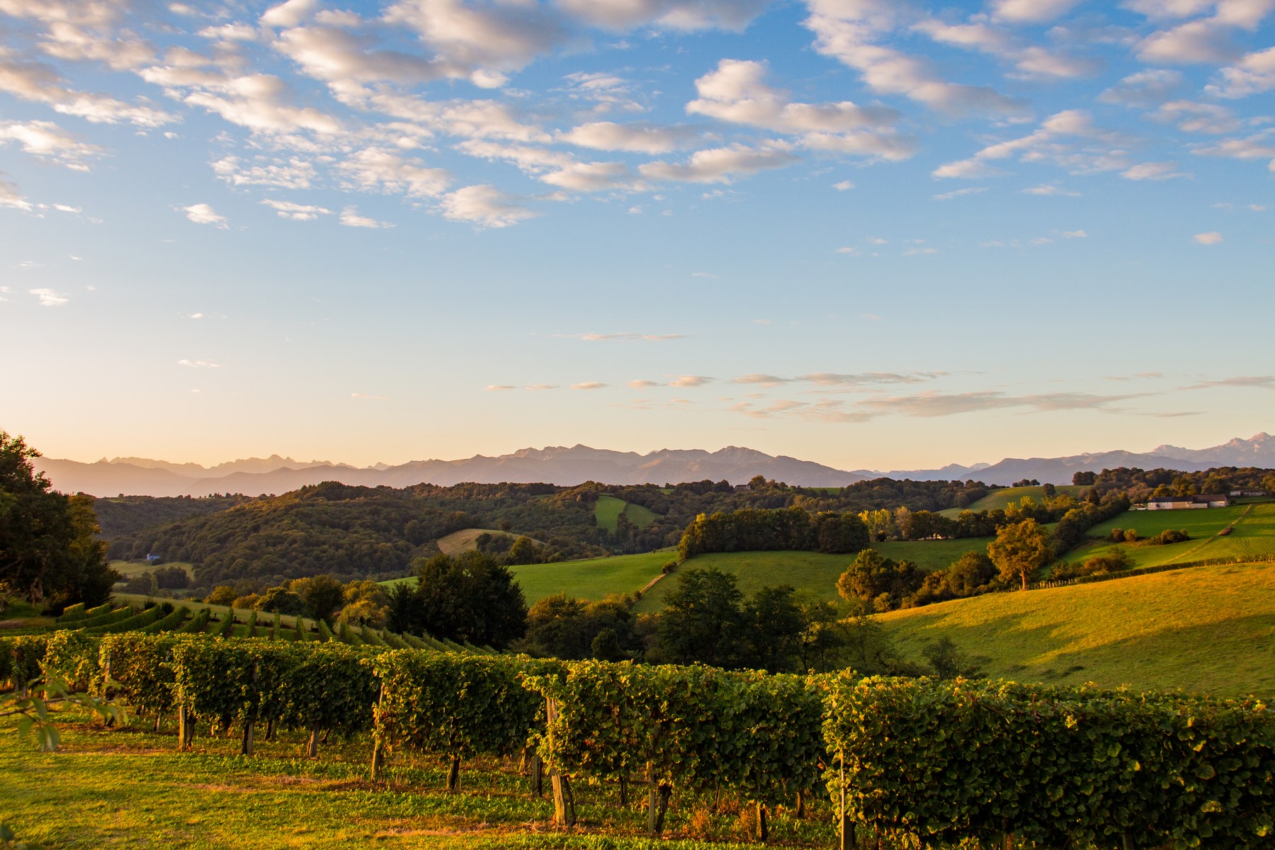 Vignoble du Jurançon et vue sur les Pyrénées