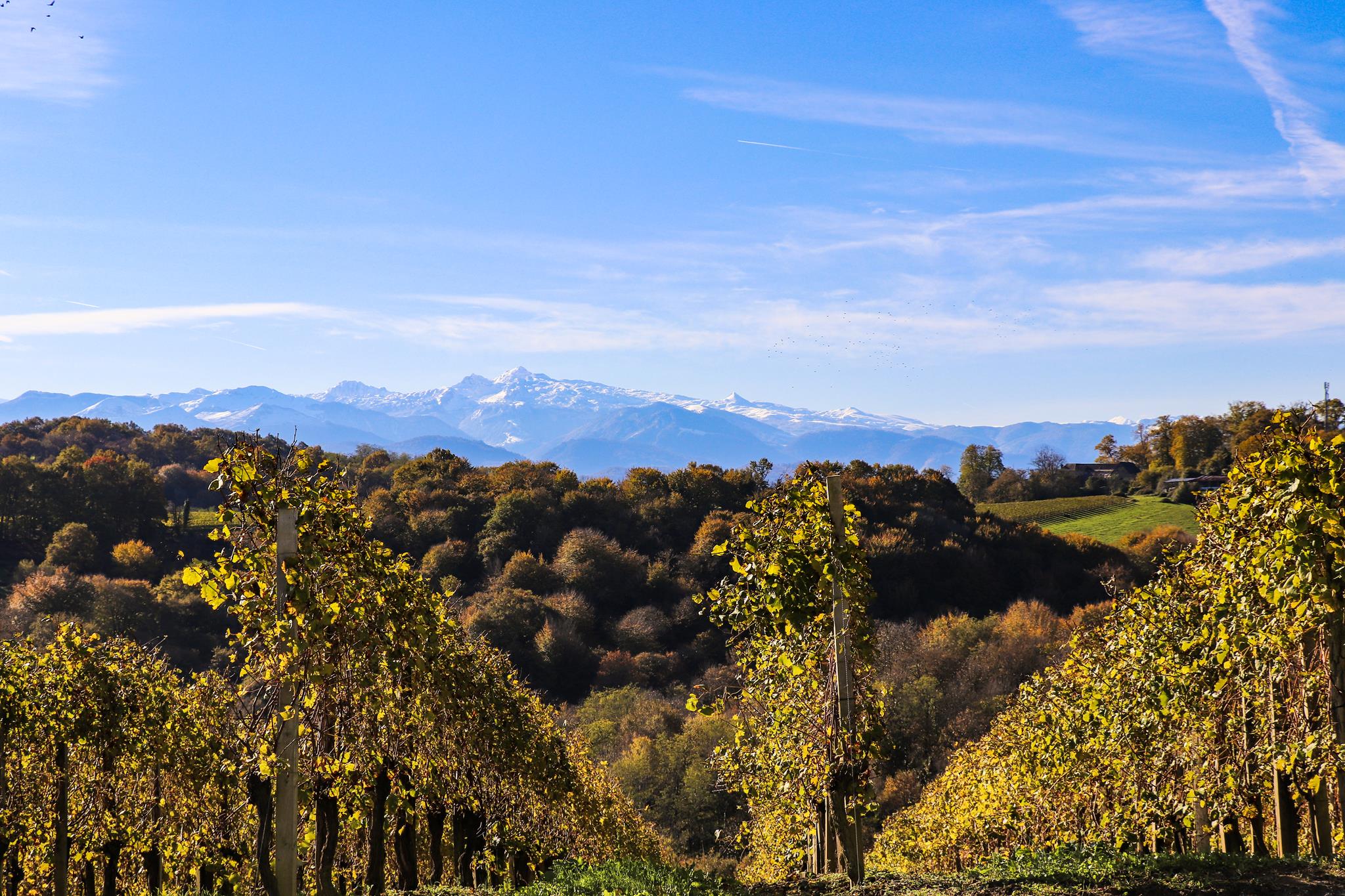 Week-end "Portes ouvertes dans le vignoble du Jurançon"
