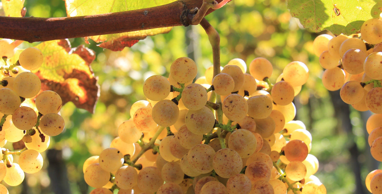 Le vignoble du Jurançon en Cœur de Béarn