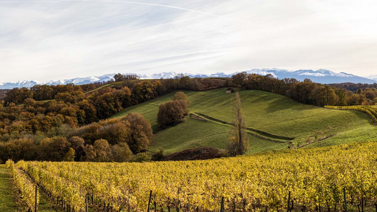 Vignoble du Jurançon et vue sur les Pyrénées